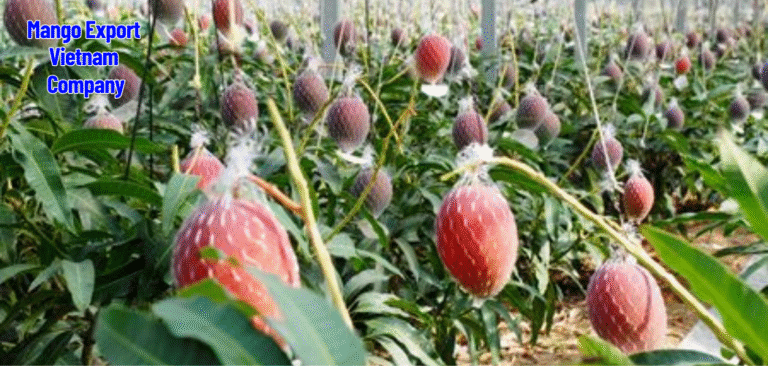 Premium Fresh Mango from Vietnam: Your Trusted Global Supplier - Mango ...