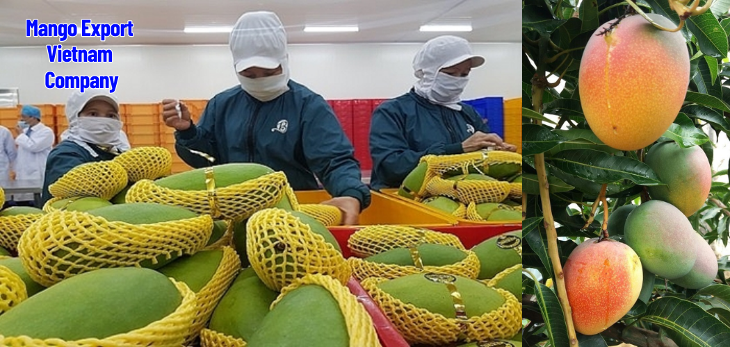Premium Dried Mango Slices from Vietnam - Mango Export Vietnam