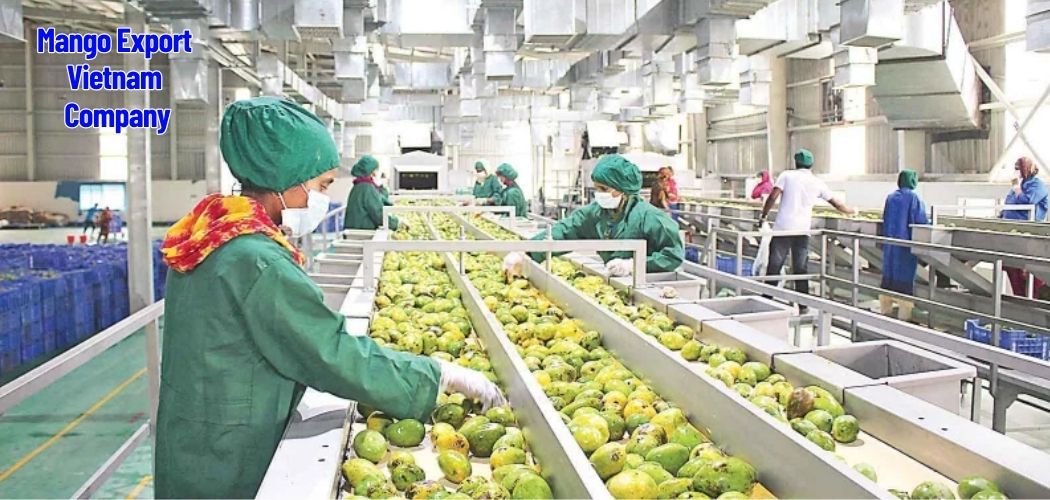 Mango Puree & Pulp – Vietnam's Finest for Global Markets - Mango Export ...