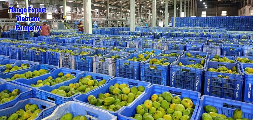 Vietnamese Mango – Why We Lead in Global Mango Export - Mango Export ...