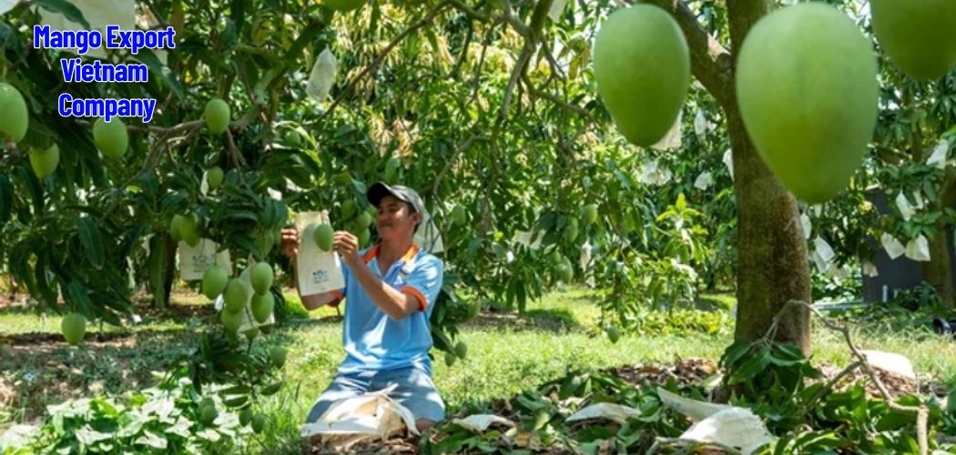 Bulk Orders of Vietnamese Mangoes – Top Quality at Low Price - Mango ...