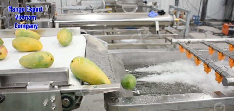 Thank You for Reaching Out – Your Trusted Mango Export Partner from ...