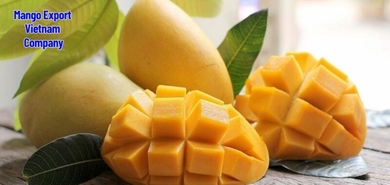 Vietnamese Mango Season: Varieties, Harvest & Supply Chain - Mango ...