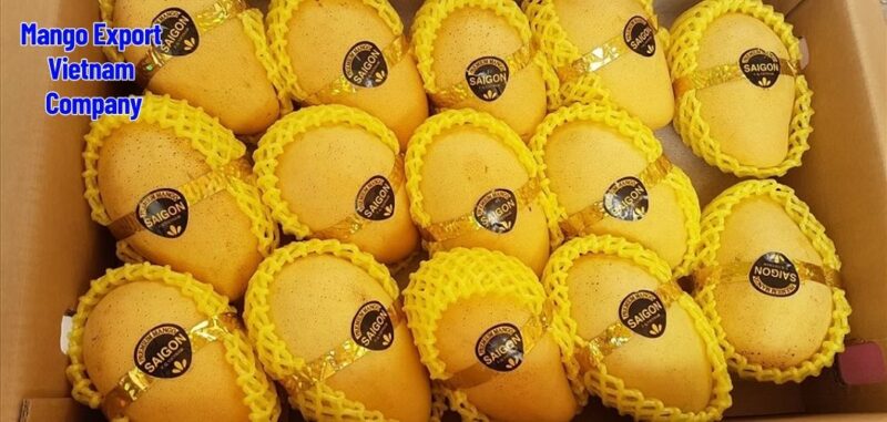 Mango Export Vietnam | Fresh & Dried Mango Supplier